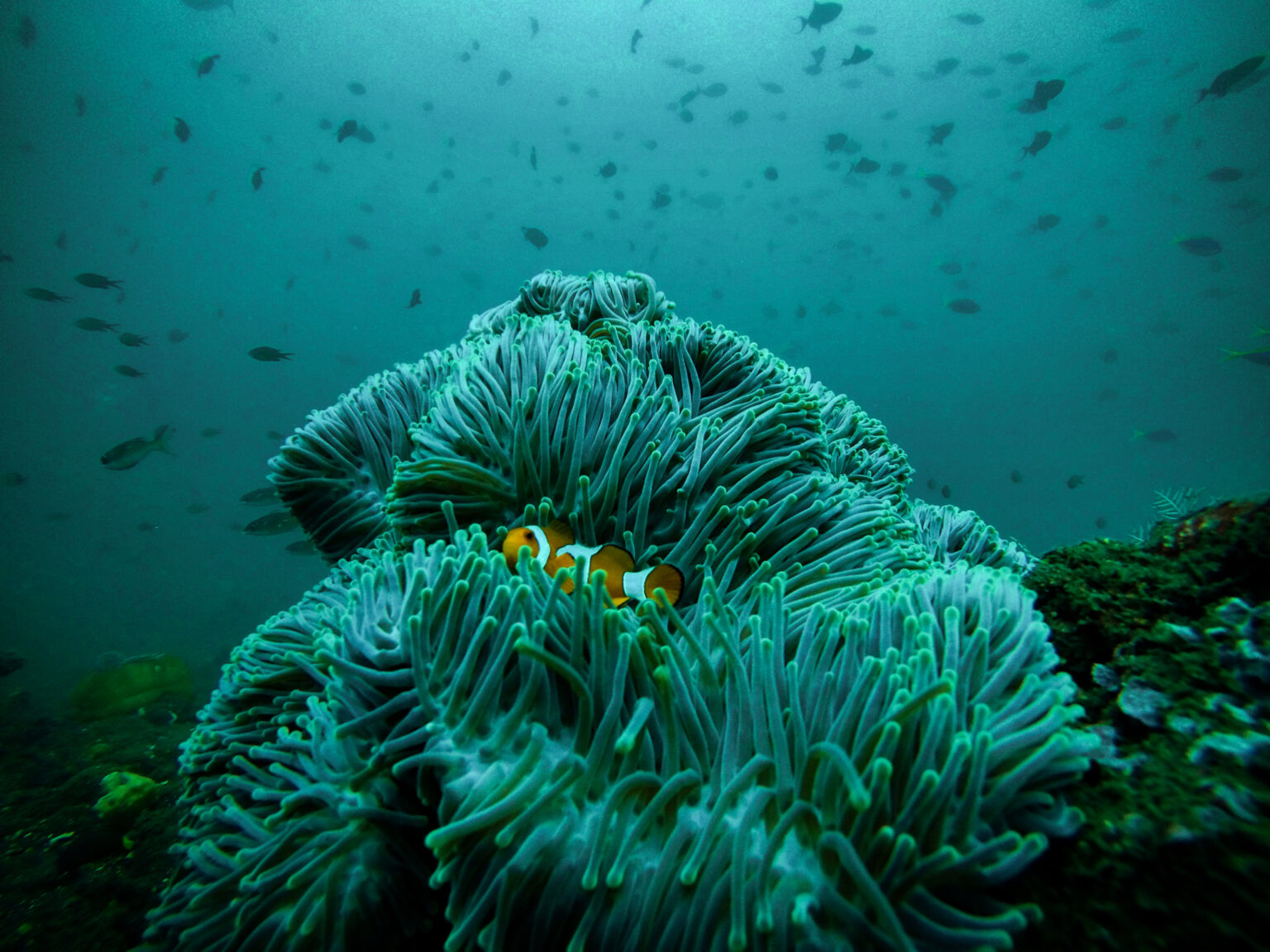 | Camden Public Library